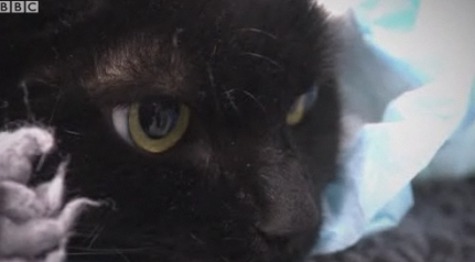 Artificial Paws? A New Operation Lets a Cat Walk Again | TIME.com