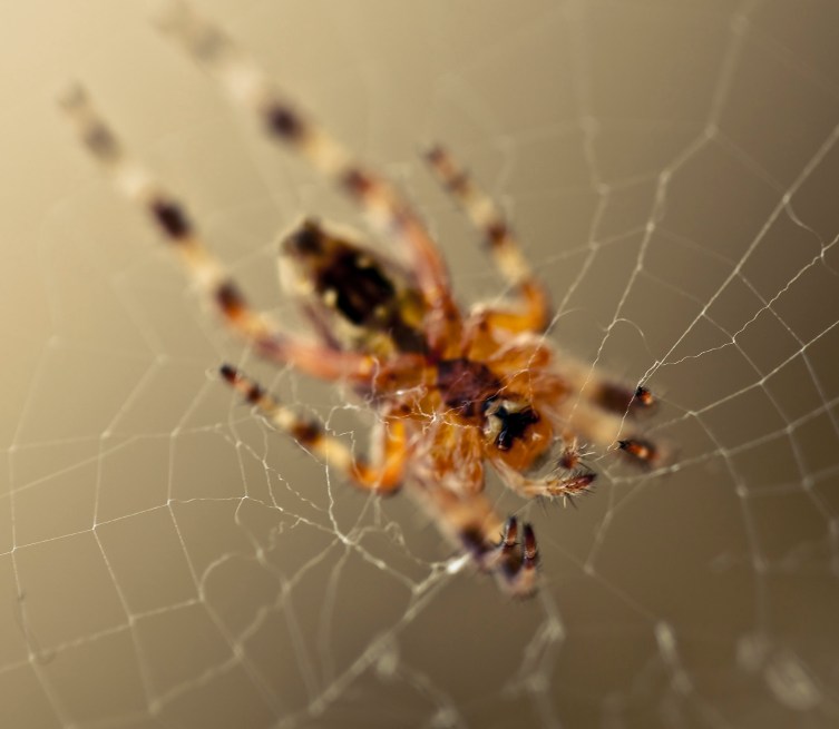 World’s Largest Spider Web Can Catch 30 Insects at a Time | TIME.com