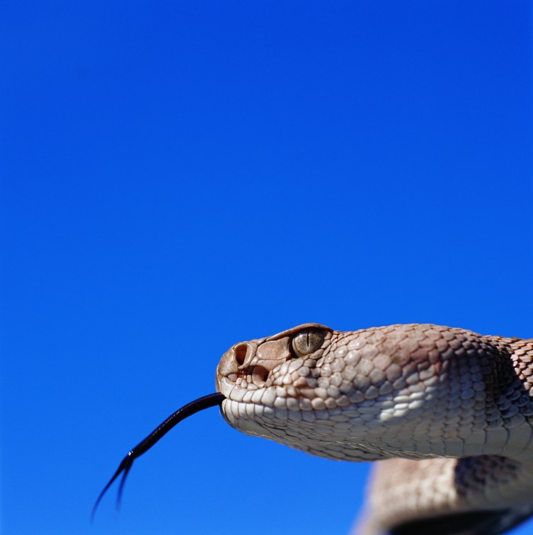 So It Turns Out Snakes Can Fly (Cue Obligatory Snakes on a Plane Punch ...