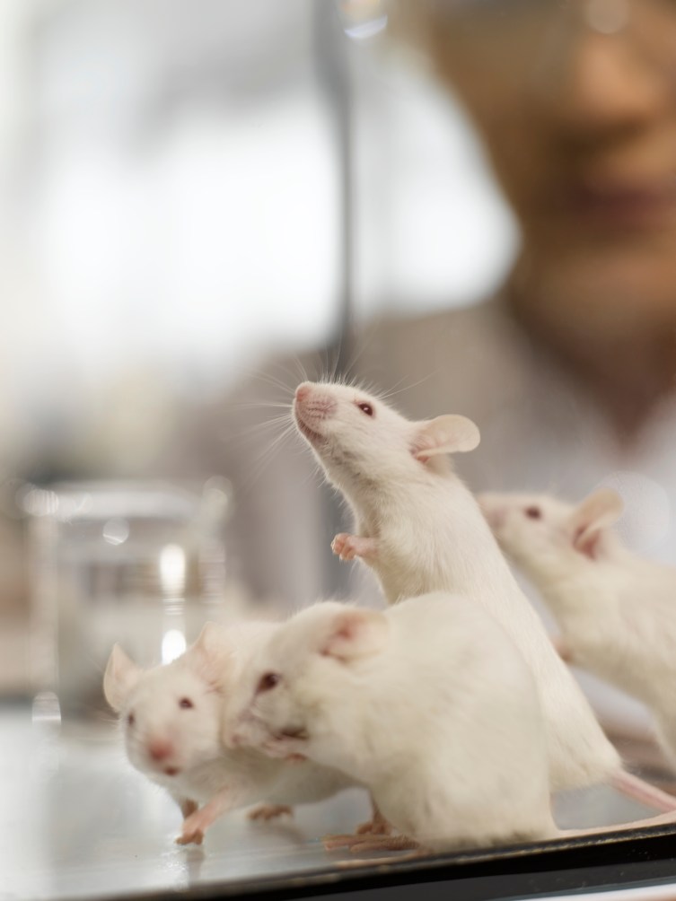 From Stuart Little to Benjamin Button: Scientists Reverse Aging Process ...