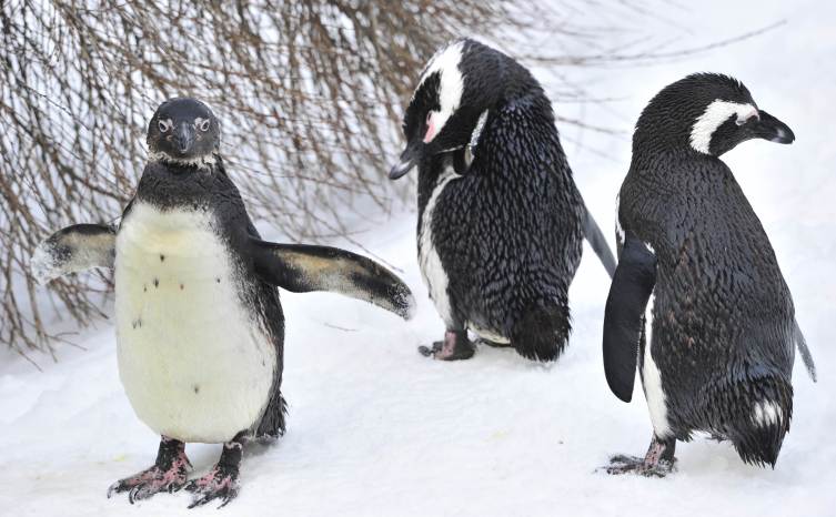 Penguin Pain: Scientists Discover Research Bands May Actually Be ...