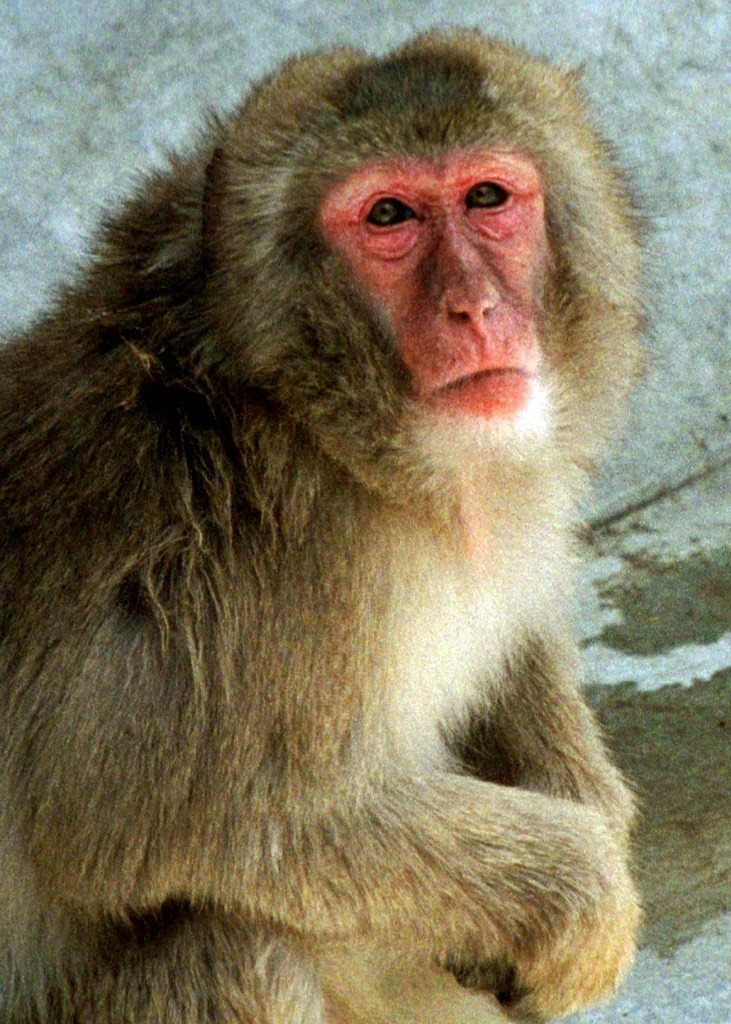 Monkey Fought the Law and the Law Won | TIME.com