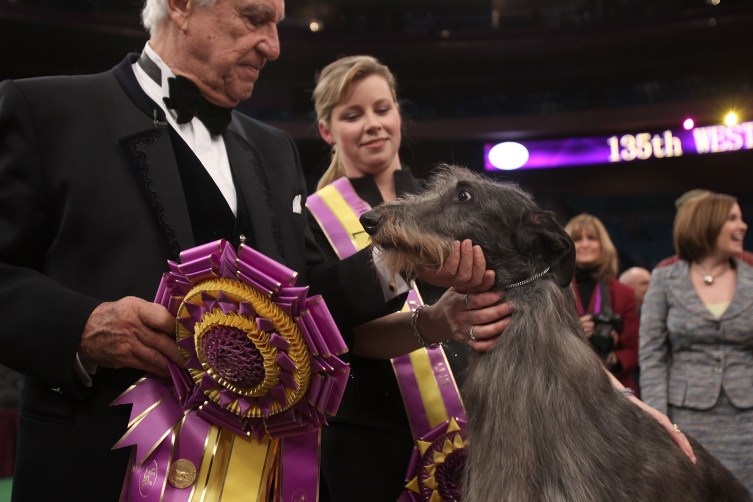 Hickory the Scottish Deerhound Wins Best-in-Show at Westminster Dog ...