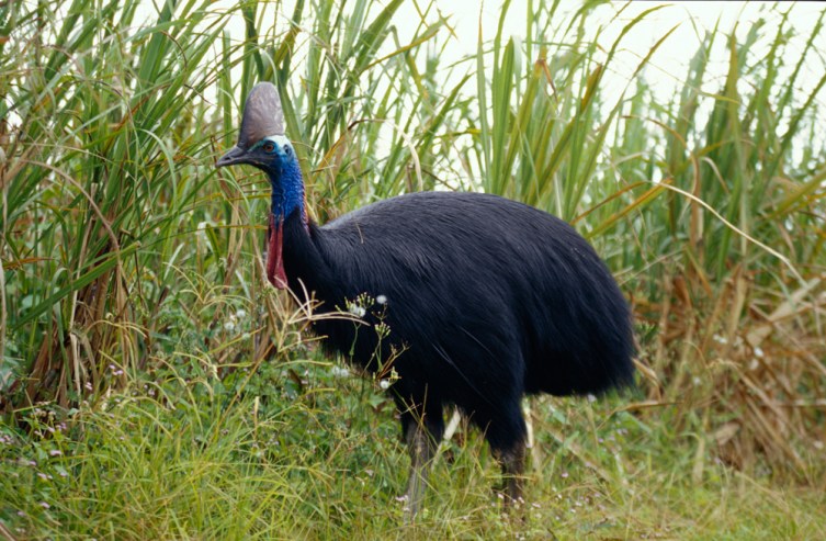 Flooding, Cyclones and Now Deadly Birds: Can Australia Catch a Break ...
