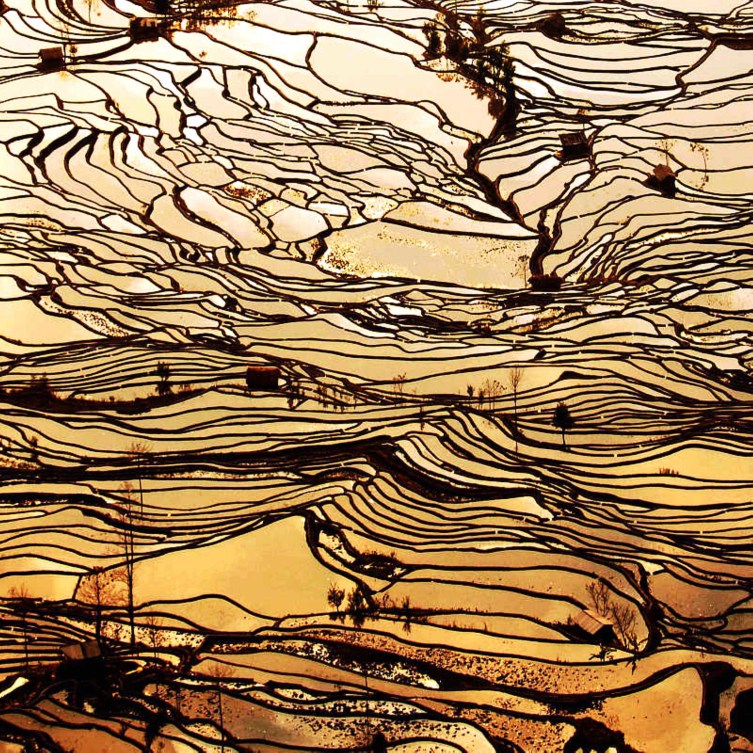 12 Million Tons of Chinese Rice Contaminated | TIME.com