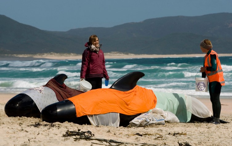 More Than 100 Whales Strand Themselves in New Zealand | TIME.com