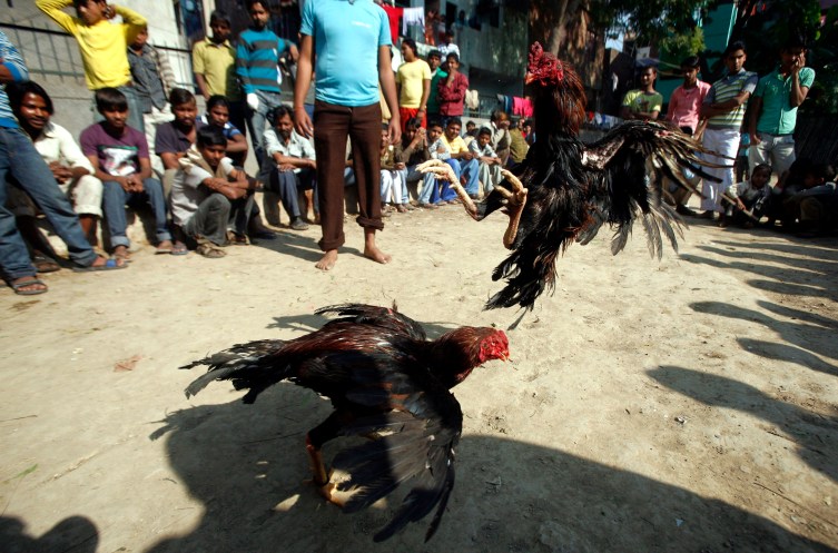 Rooster Kills Man With Knife. Seriously. | TIME.com