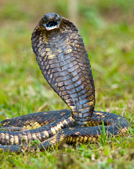 Exclusive: 5 Questions with @BronxZoosCobra, the Runaway Snake with a ...