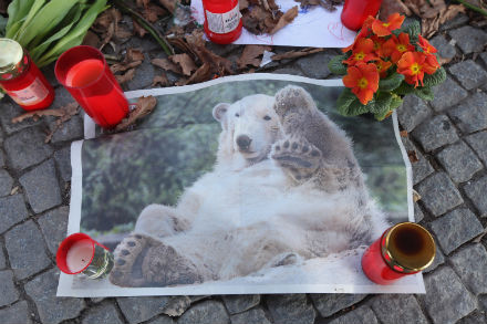 Update: German Polar Bear Knut Died By Drowning | TIME.com