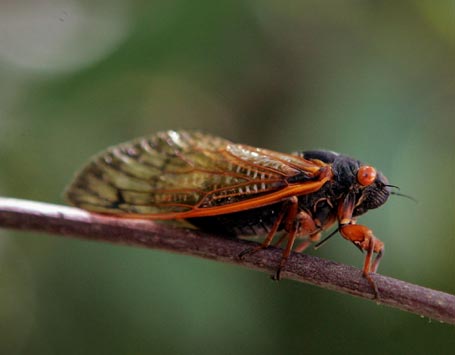What’s All the Buzz About? Cicadas Back in the South After 13 Years ...