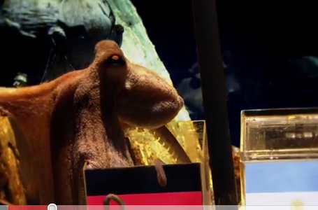 Watch: Paul the Psychic Octopus Gets His Very Own Movie | TIME.com
