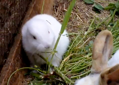Is This Earless Rabbit a Product of Japan’s Radiation? | TIME.com