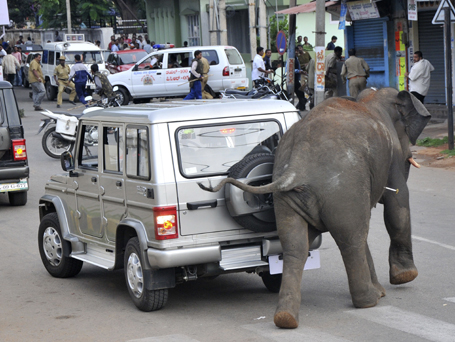 Wild Elephant Rampage Kills Man in South India | TIME.com