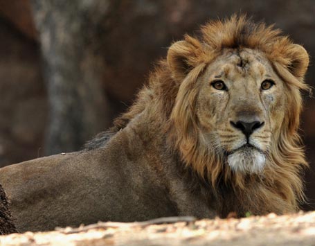 Catfight: Man Plans to Battle Lion in an Effort to Boost Egypt’s ...