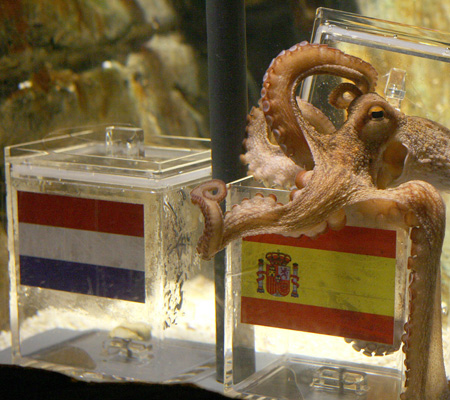 Paula the Octopus Vies to Become Official Oracle of the Women’s World ...