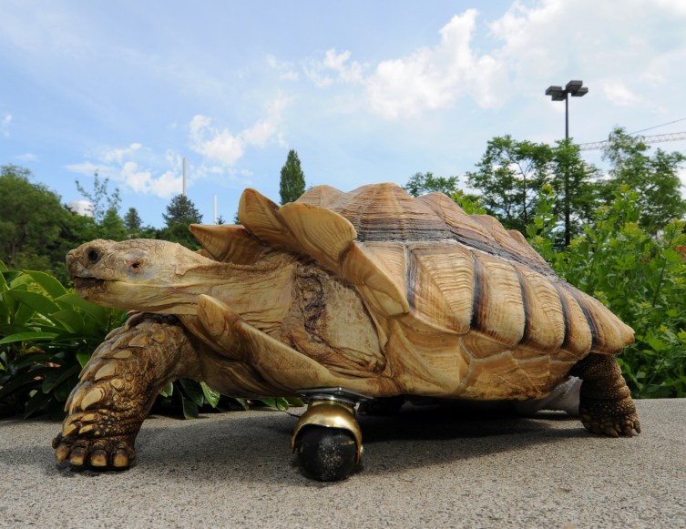 Meet Gamera, the All-Terrain Tortoise With a Wheel for a Leg | TIME.com