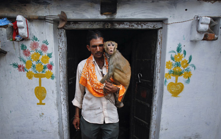India: Monkey Wedding for Raju and Chinki Against the Law | TIME.com
