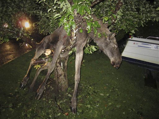 Drunk Moose Gets Stuck in an Apple Tree. And There’s Photographic ...