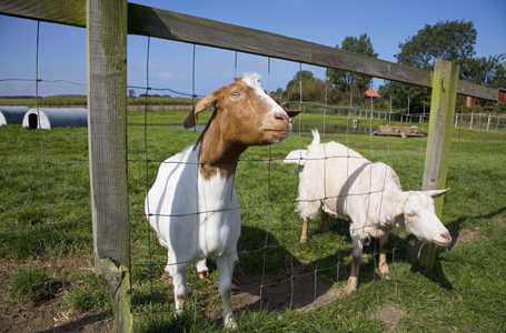 Baa-d Kids: Two Goats and a Hog Fail Junior Livestock Competition Drug ...