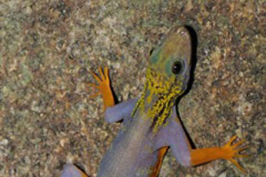 Hundreds of New Species Discovered, Including ‘Elvis’ Monkey | TIME.com