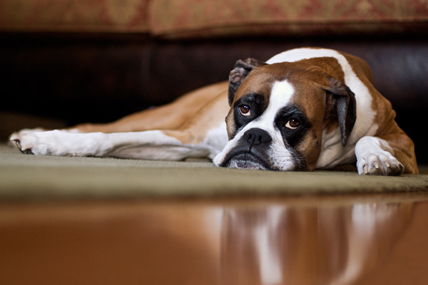 7. Boxer | Popular Dog Breeds: American Kennel Club's Top 10 List ...