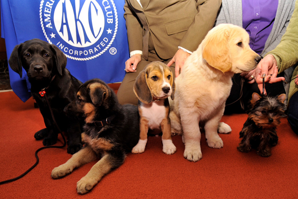 Full List | Popular Dog Breeds: American Kennel Club's Top 10 List ...