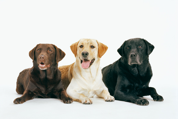 1. Labrador Retriever | Popular Dog Breeds: American Kennel Club's Top ...