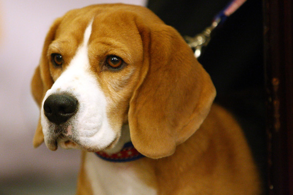 2008 Top Dog: Uno the Beagle | Westminster Dog Show Winners: Where Are ...