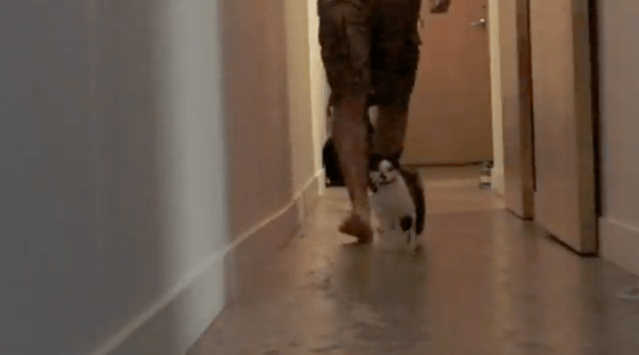 Watch: How to Walk a Human According to a Cat | TIME.com