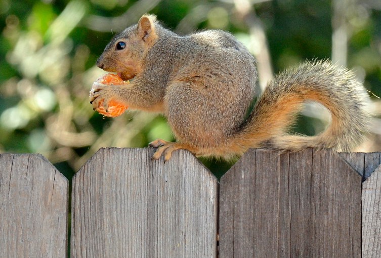 30 Squirrels Escape from Zoo, Zookeepers ‘Recapture’ 38 | TIME.com