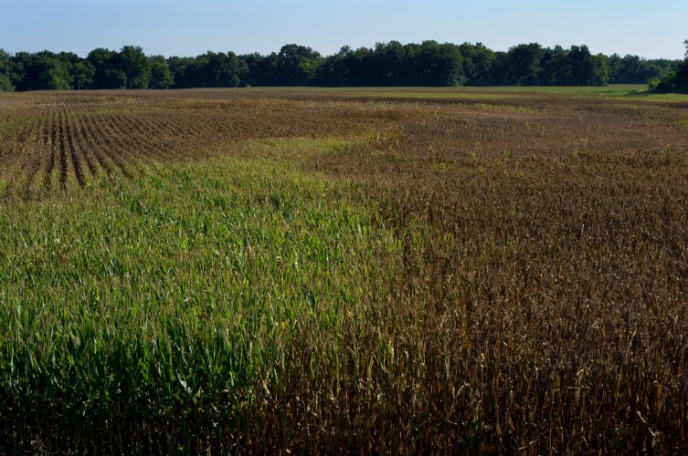 Photos: Drought Across Much of U.S. Leaves Crops Withered and ...