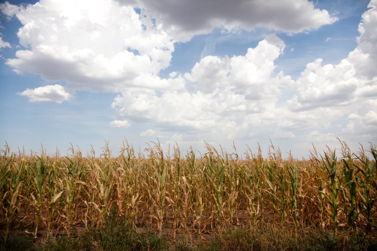 Photos: Drought Across Much of U.S. Leaves Crops Withered and ...
