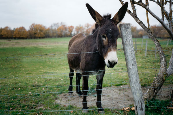 South Texas Mayor Killed By Aggressive 500-Pound Donkey | TIME.com