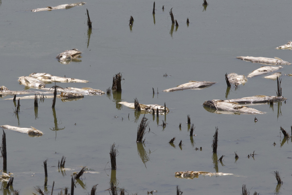 Epic Mass Fish Deaths: This Time, Heat Is to Blame | TIME.com