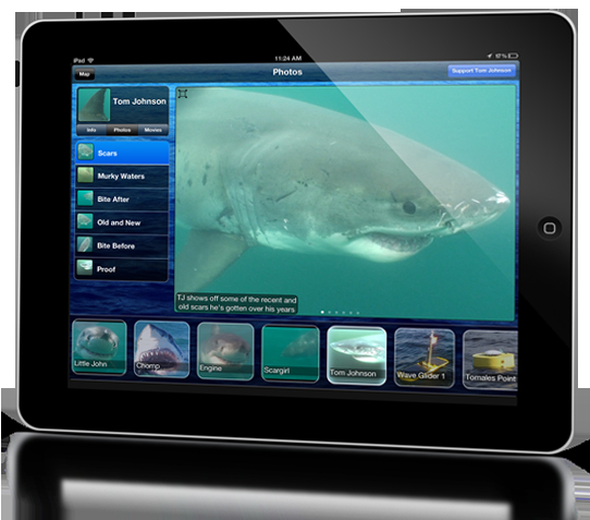 Shark Week: A New App That Lets You Track Great Whites | TIME.com