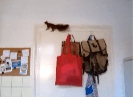 WATCH: Squirrel Makes a Dramatic Escape | TIME.com