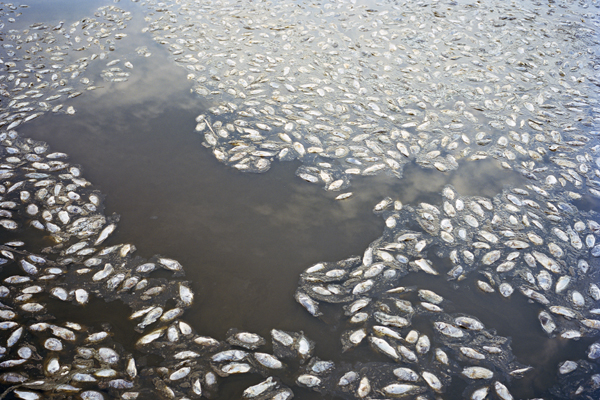 Southern California Stinks: Do We Blame Dead Fish? | TIME.com