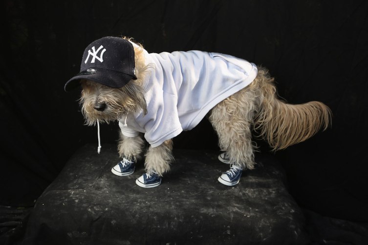 Definitely Not a Mutts Fan | PHOTOS: Dogs in Halloween Costumes | TIME.com