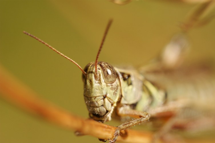 Grasshoppers Near Highways Change Their Mating Calls | TIME.com