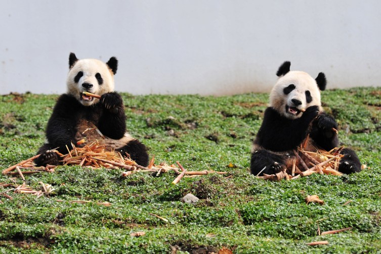 Could Climate Change Drive Giant Pandas to Extinction? | TIME.com