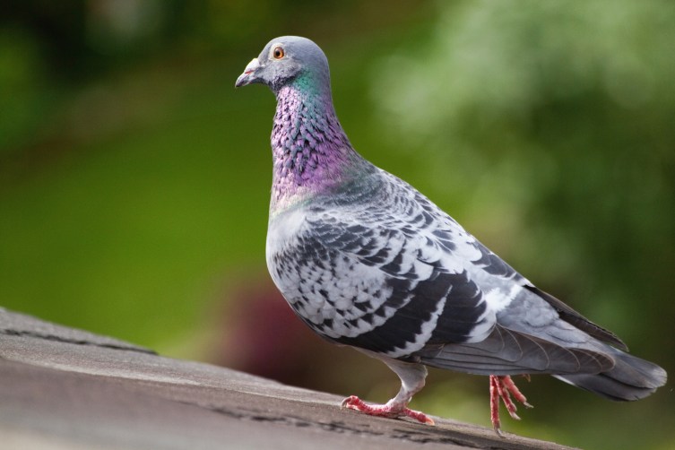 WWII Pigeon’s Code Stumps Codebreakers | TIME.com