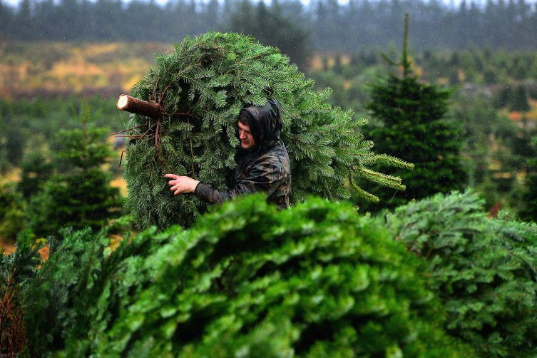 The Secret to the Perfect Christmas Tree? Cloning, Say German ...