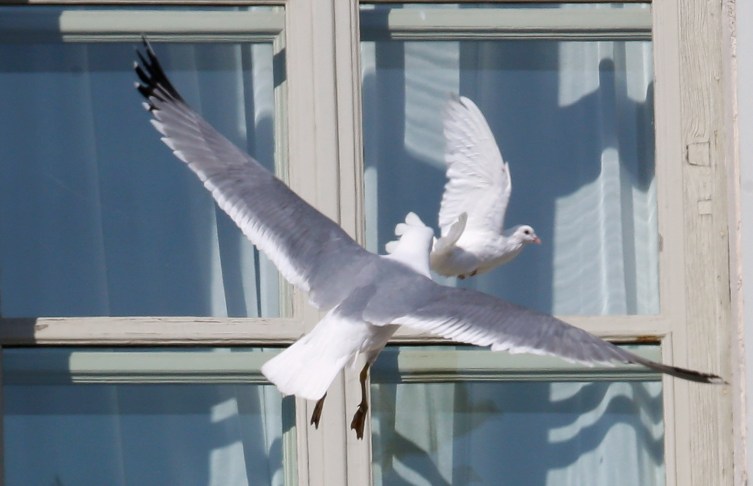 Pope Benedict's Dove of Peace Attacked by Vicious Seagull | TIME.com