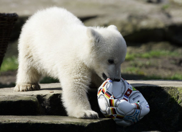 Lifesize Model of Knut the Polar Bear to Go on Display in Berlin | TIME.com