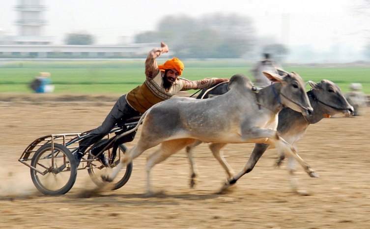 In India’s Rural Olympics, Villagers Compete in Extreme-Sports Events ...