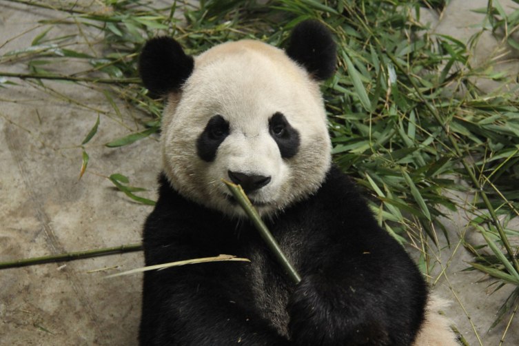 Canada Readies for Pandas' Arrival from China | TIME.com