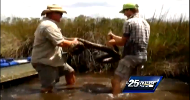 WATCH: Everglades Tour Guide Wrestles 10-Foot Burmese Python | TIME.com