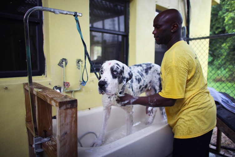 Dogs Rescued from Oklahoma Tornado Find Shelter in Boca Raton | TIME.com