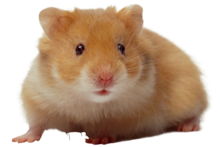 U.K.: Police Dog Eats Suspect’s Hamster During Raid | TIME.com