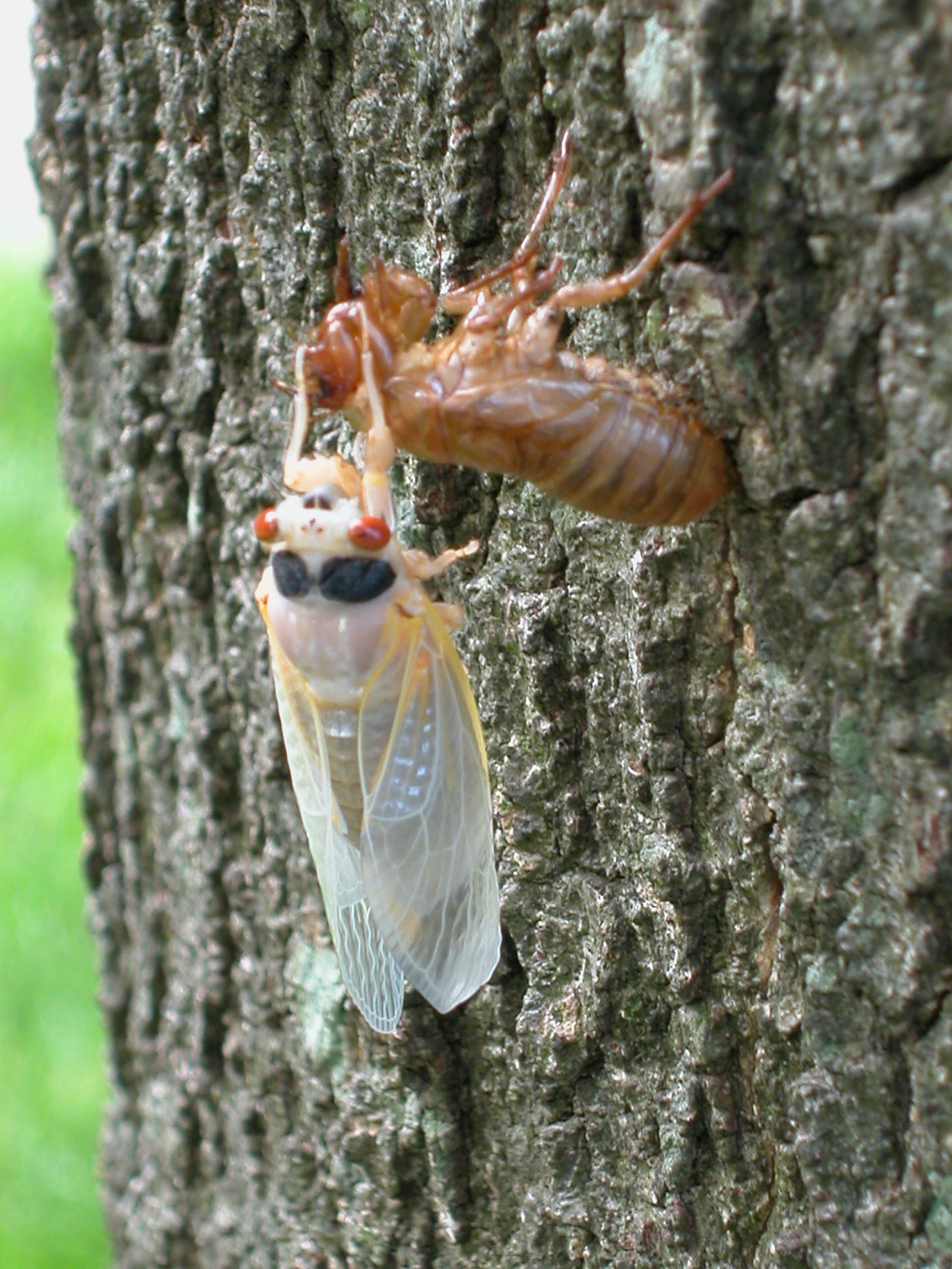 Cicadas Set to Emerge on East Coast | TIME.com